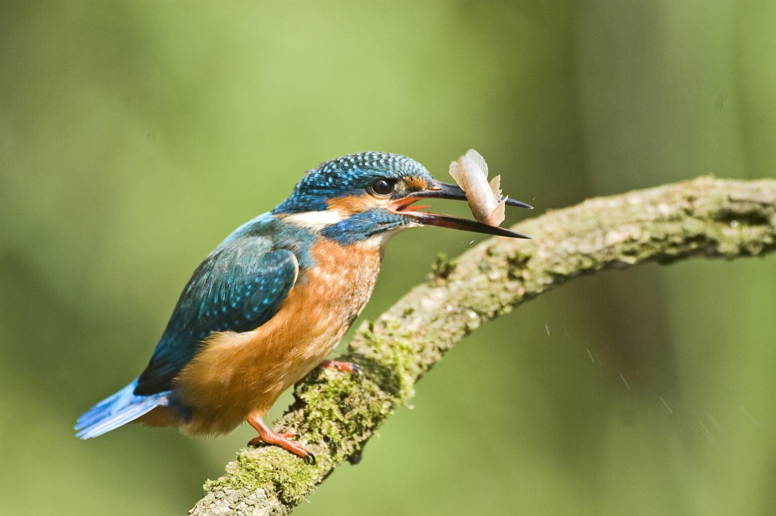 Wildlife Spotting - Seven Sisters