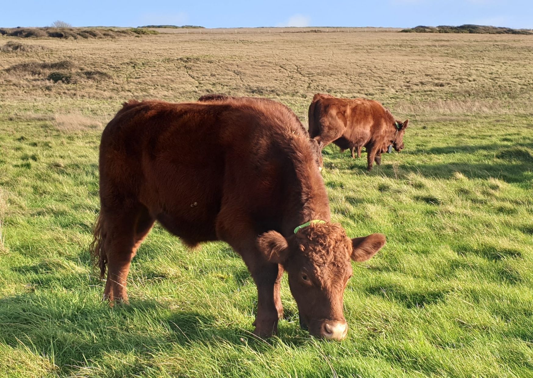 Grazing at Seven Sisters FAQs - Seven Sisters